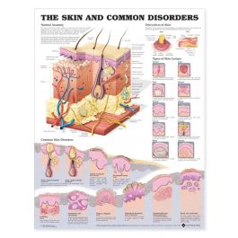 BODYLINE SKIN CHART Yes Medical